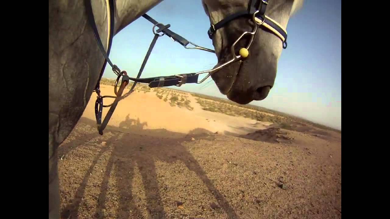Sir Bani Yas Stables - Arabian Wildlife Park horseride - YouTube