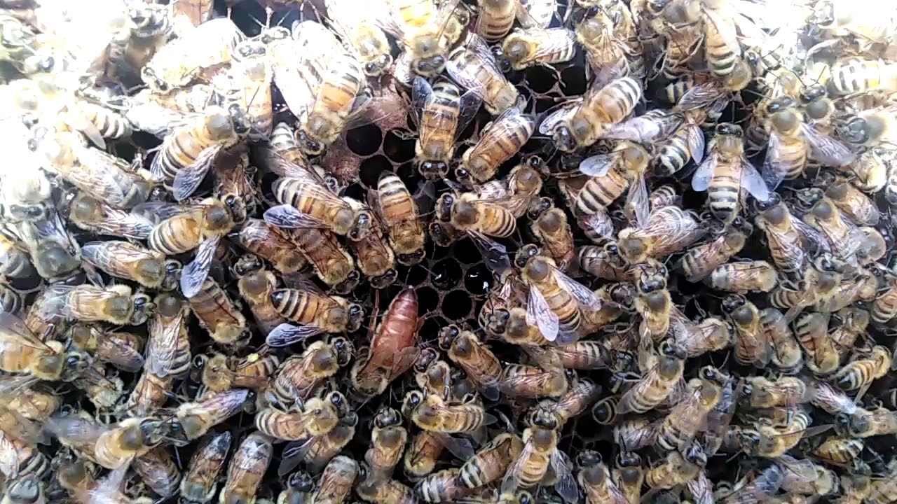 Honey Bee in Pakistan - YouTube