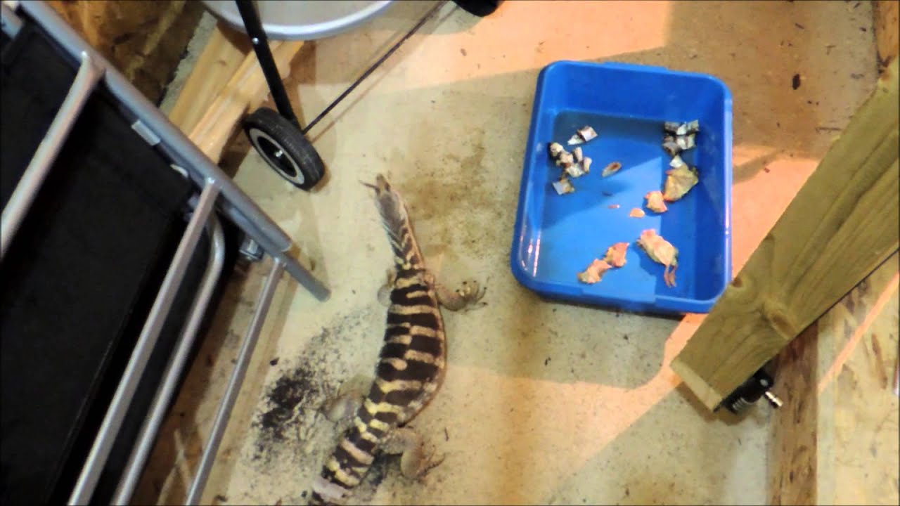 Spencers monitor (varanus spenceri) chasing the prey - YouTube