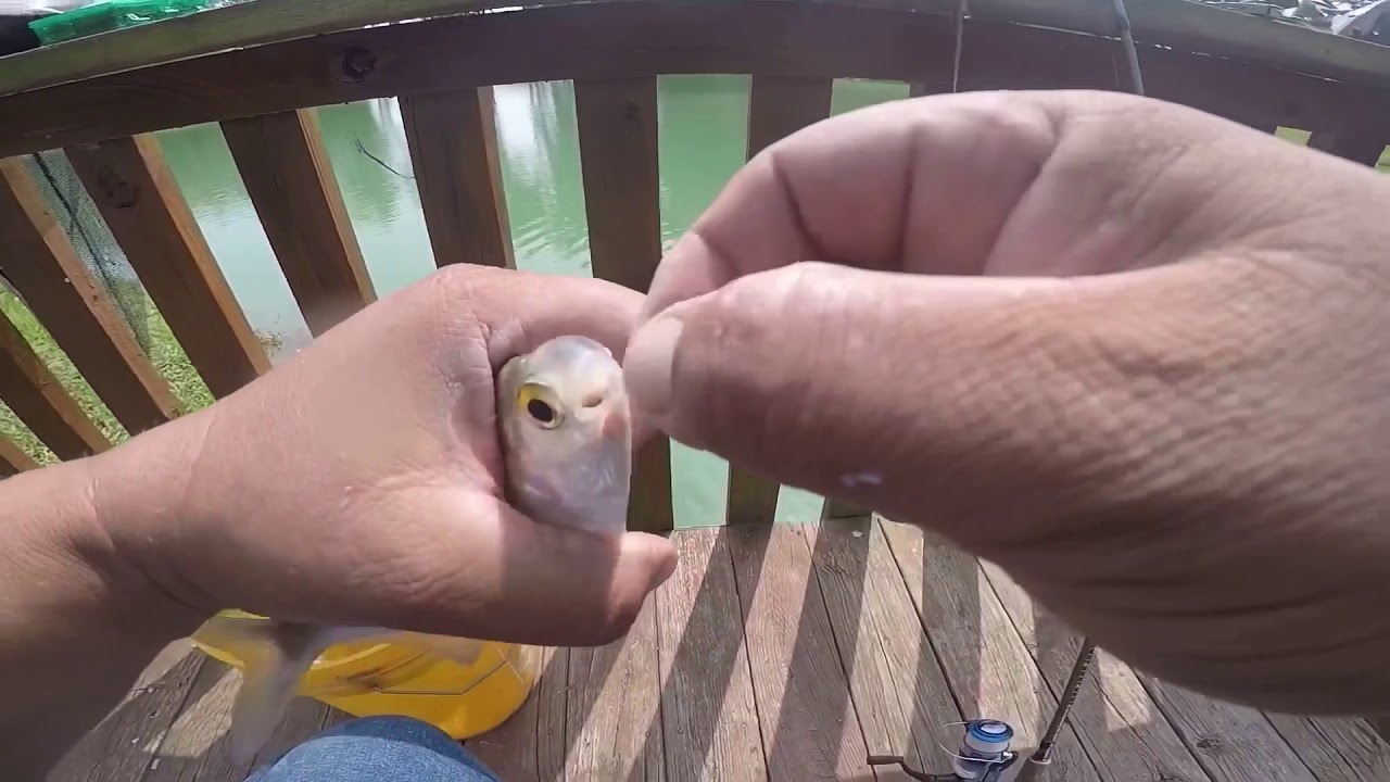 How to catch gizzard shad on hook & line - YouTube