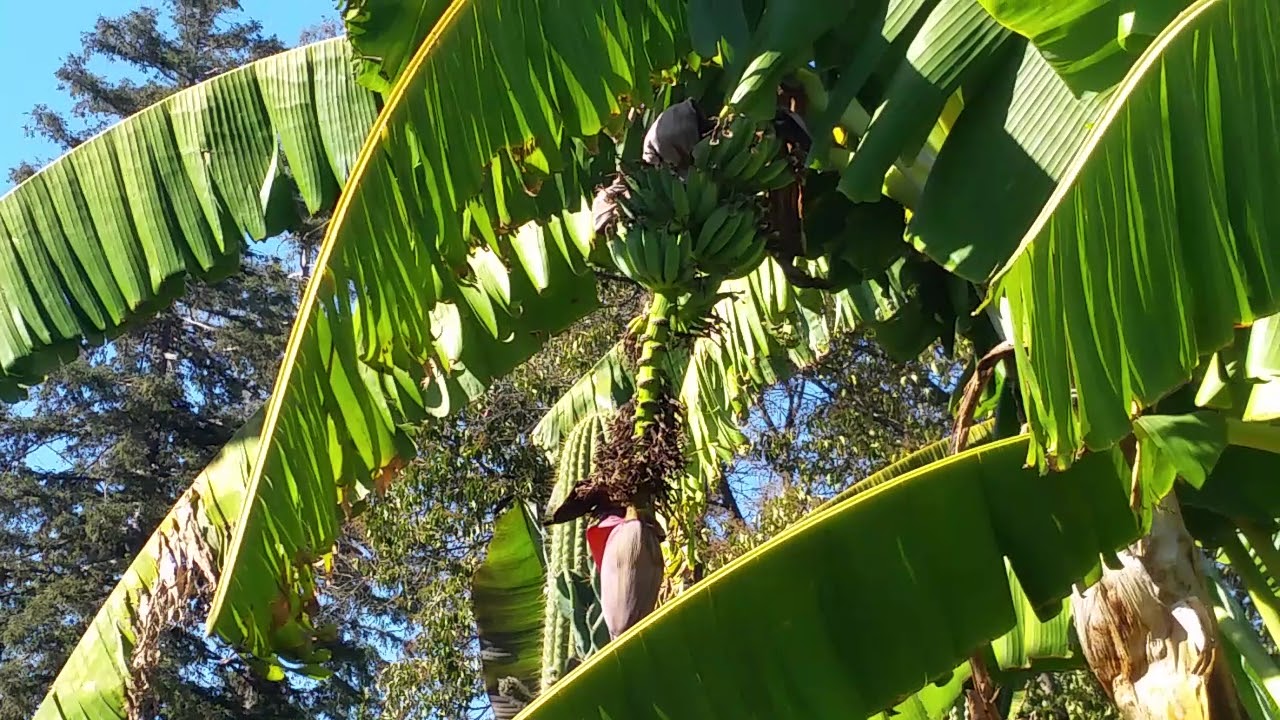 Banana forest in South Sacramento!!! - YouTube
