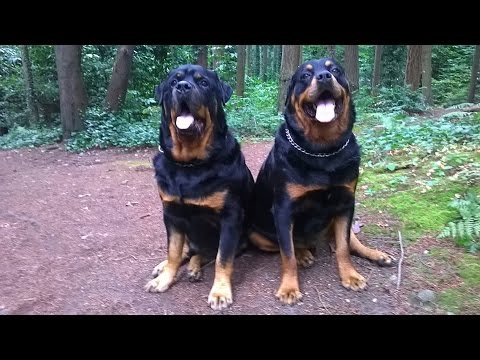 HUGE RESCUE ROTTWEILERS SOCIALIZE IN PUBLIC FOR VERY FIRST TIME ...