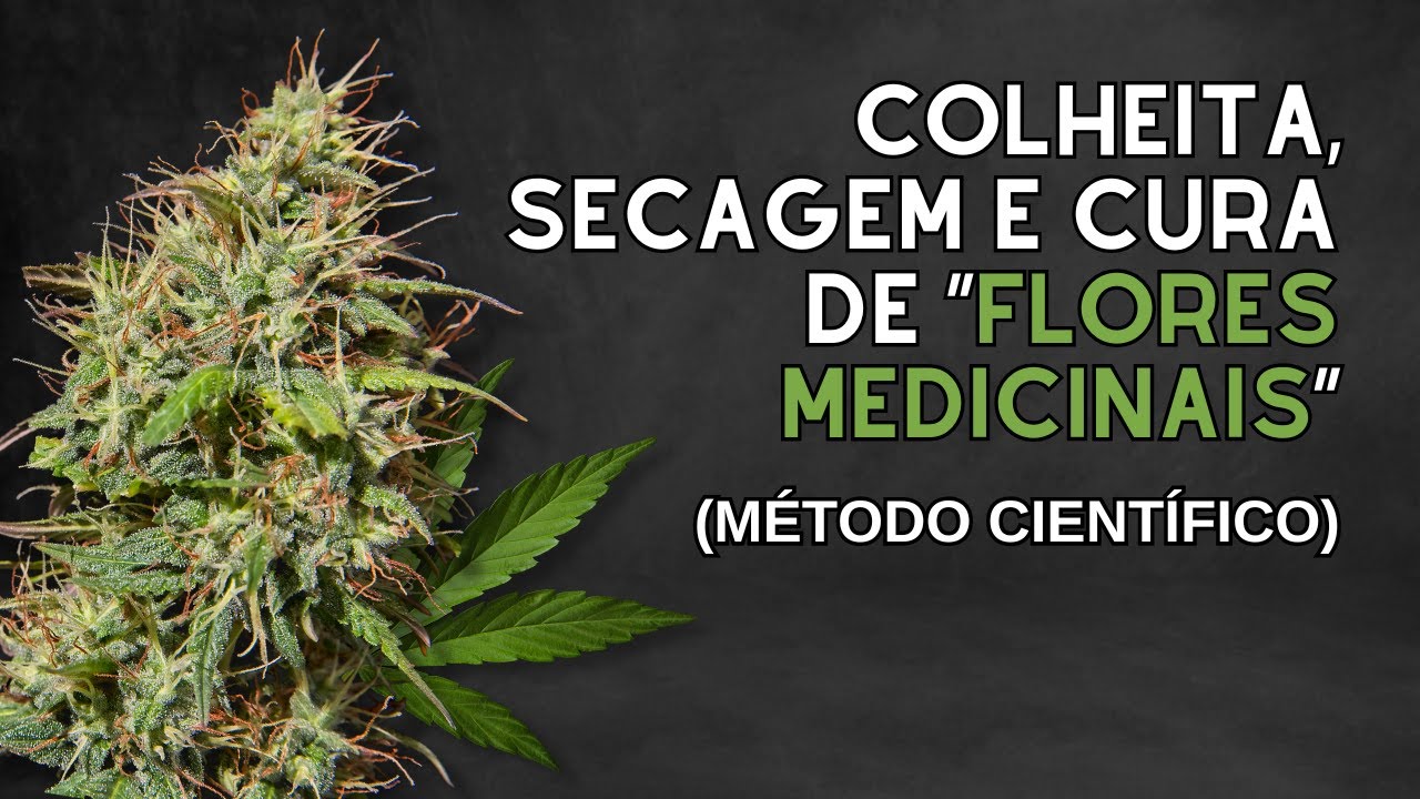 Colheita, Secagem e Cura da “Flor Medicinal”: a ciência do cultivo indoor - YouTube
