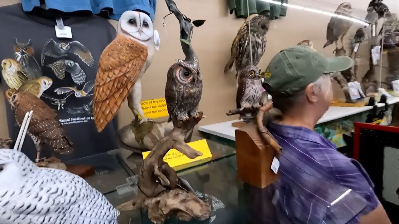 International Owl Center celebrates Owl Awareness Day - YouTube