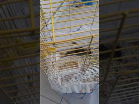 Florya kusu nu dogaya biraktik