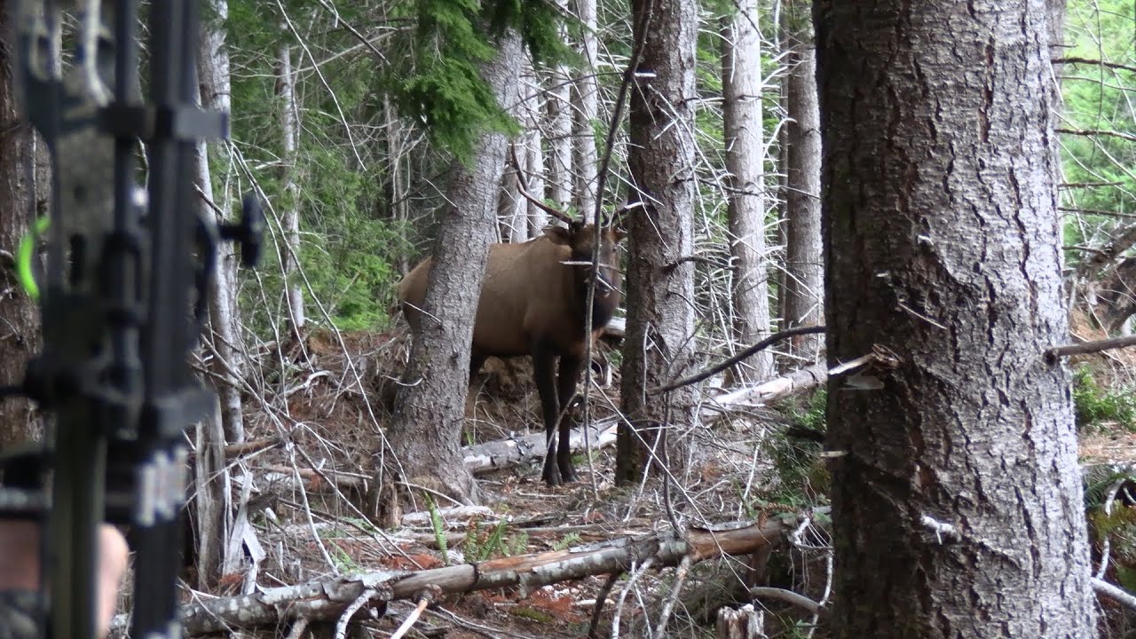2023 Oregon Coast Archery Elk Hunt - YouTube