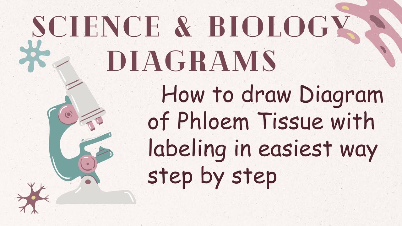 Learn how to draw Diagram of Phloem Tissues with labeling in easiest ...
