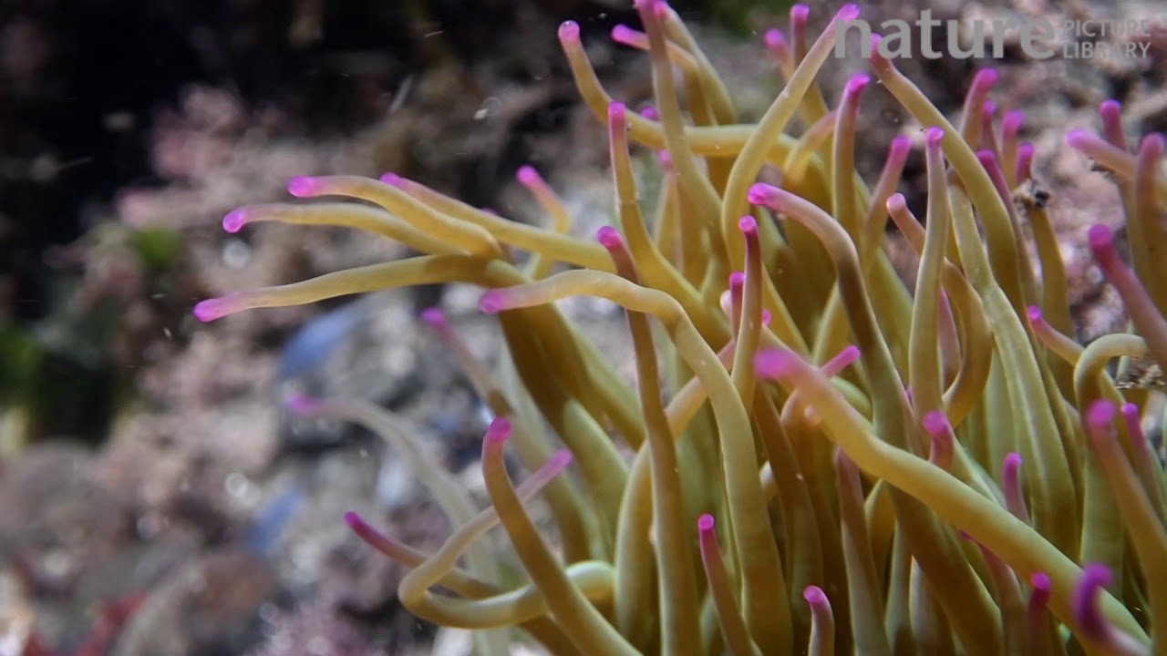 Snakelock sea anemone in a rock pool, Gower Peninsula, Glamorgan, Wales ...