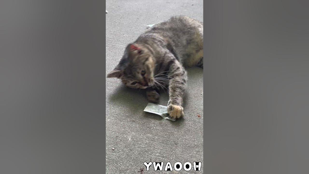 Look! Cats Are Totally Obsessed with YWAOOH Silvervine Powder 🐾 The Best Alternative to Catnip ...