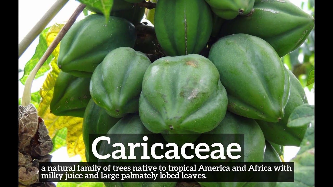 How to Say Caricaceae in English? | How Does Caricaceae Look? | What is ...