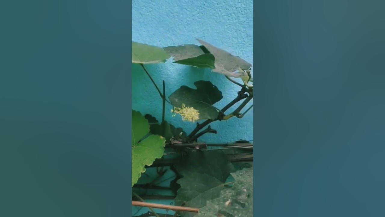 Angur Plant 3 Years Old YouTube angur-plant-3-years-old-youtube