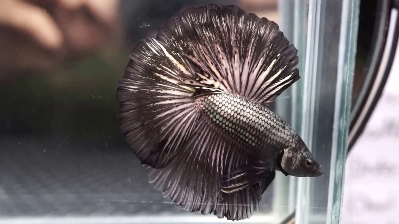 Premium BLACK COPPER Rosetail Halfmoon Betta - YouTube