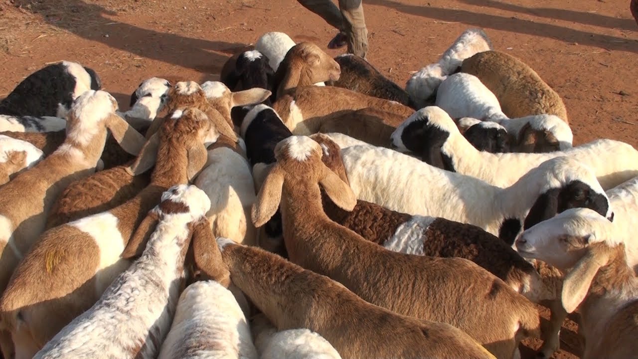 Chinnur kuri mari for 5 thousands - YouTube