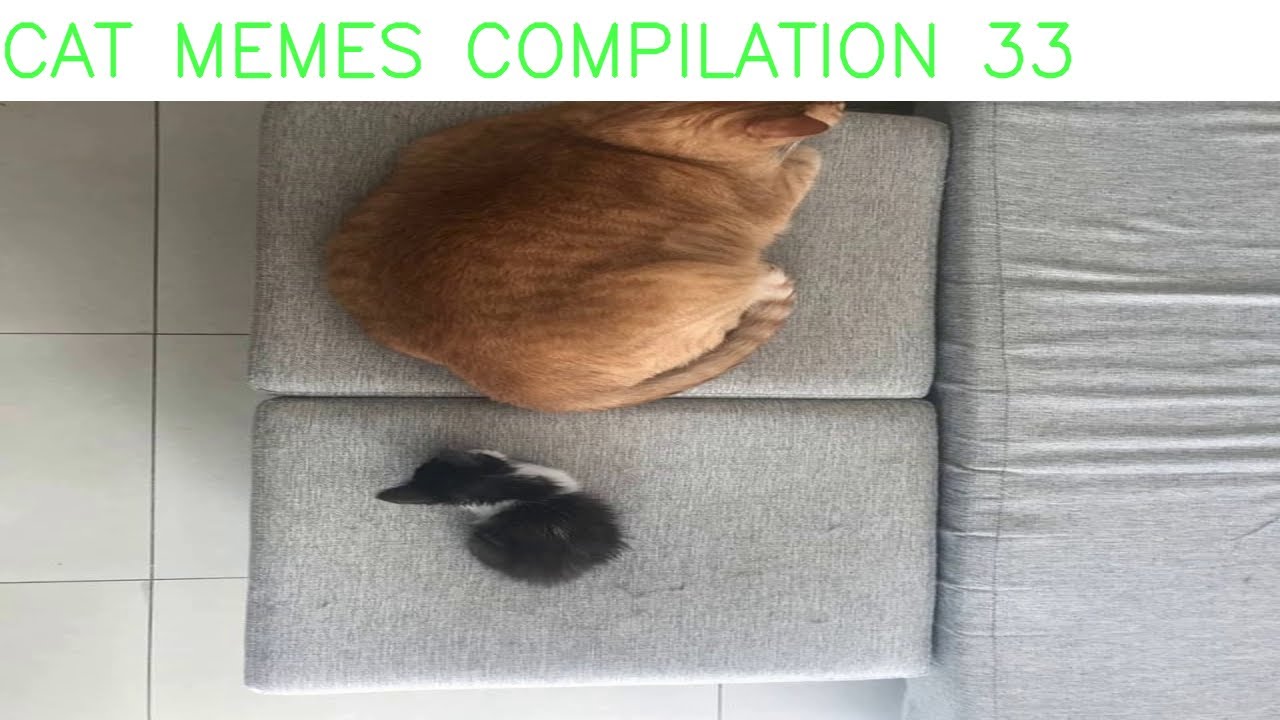 cat memes compilation 33 - YouTube