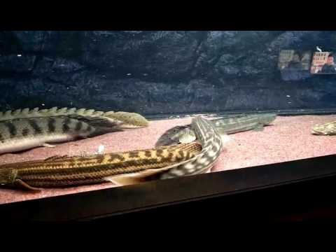 Polypterus Bichir Lapradei - YouTube