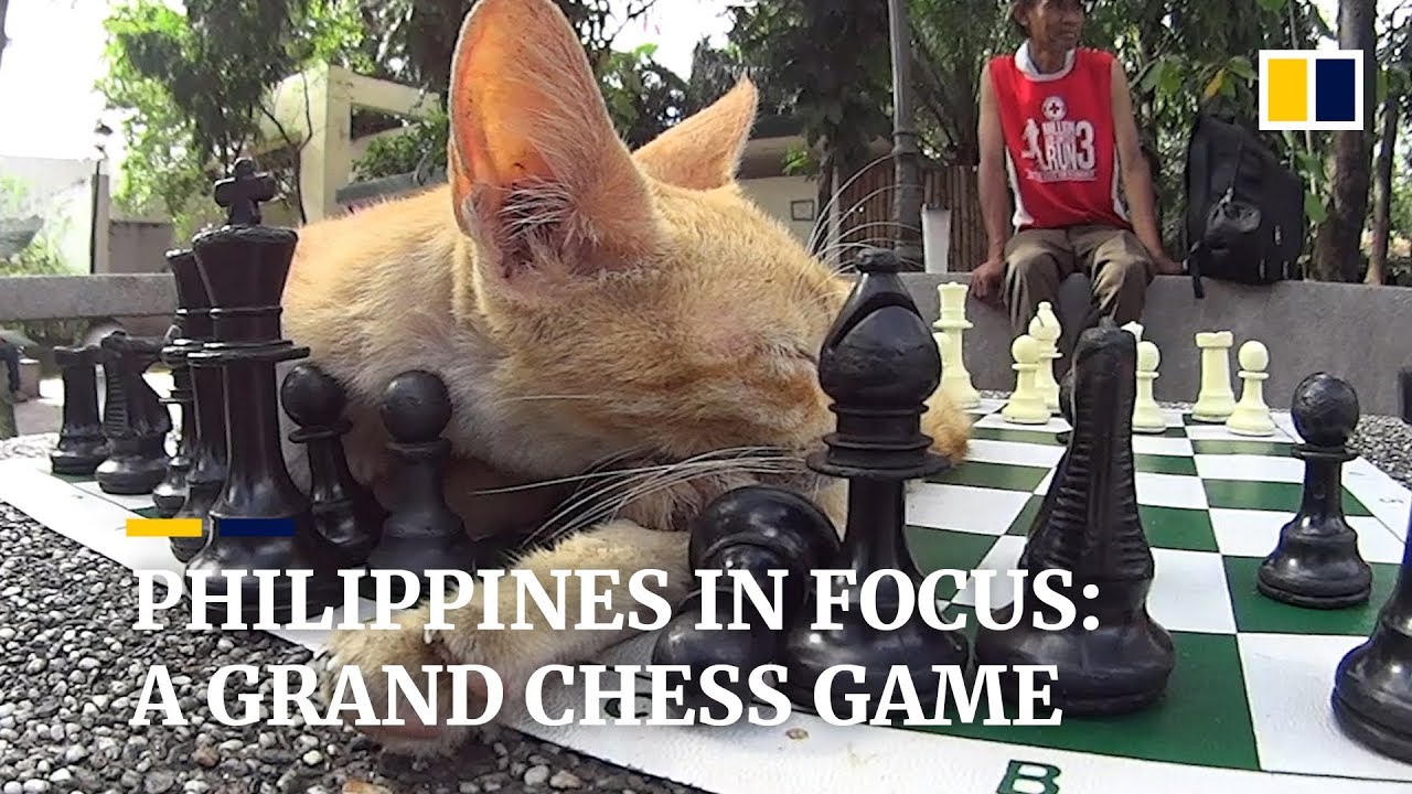 Checkmate Manila: pawns, paws and a grand chess game in the Philippine ...