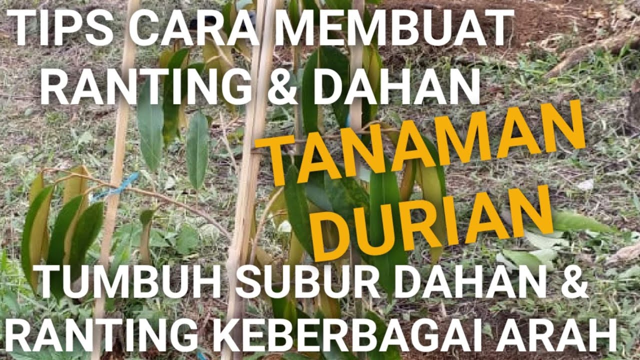 TIPS MEMBUAT DAHAN POHON DURIAN KE ARAH 4 MATA ANGIN DAN DAUN YANG ...