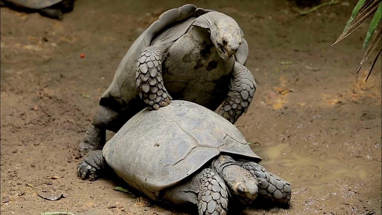 Kura Kura (Habitat dan cara berkembang biak Kura kura) - YouTube