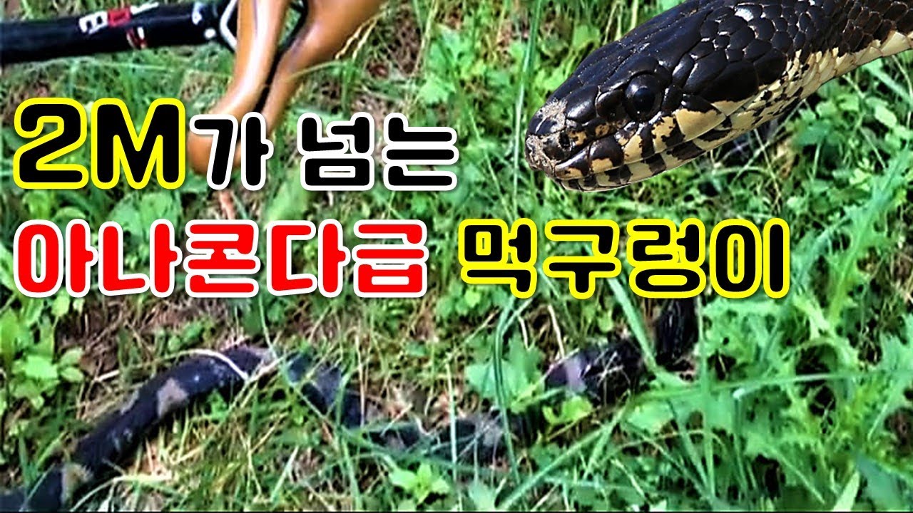 리얼 100% 2M가 넘는 토종 구렁이를 보았습니다!! (흑질황장) Seeing Korean Ratsnake Over 2 ...