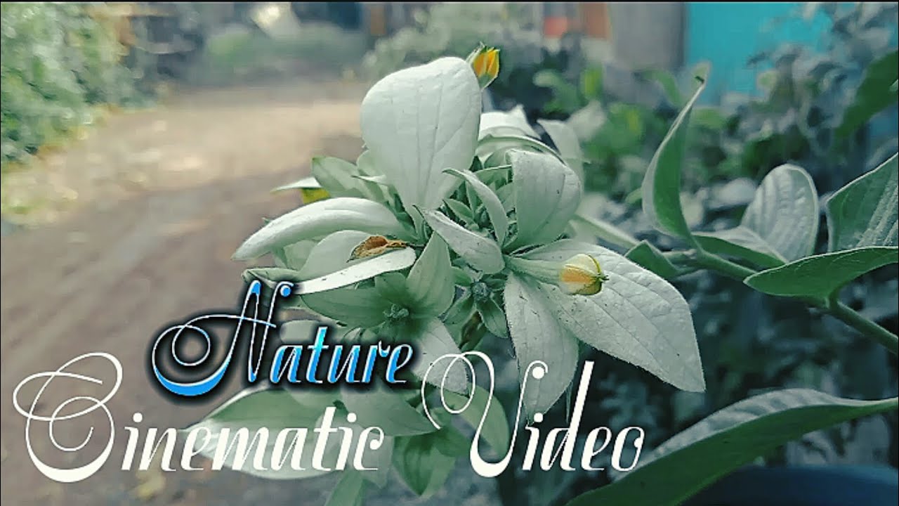 Cinematic Video - Color grading Nature | Gradiasi Warna Alam - YouTube