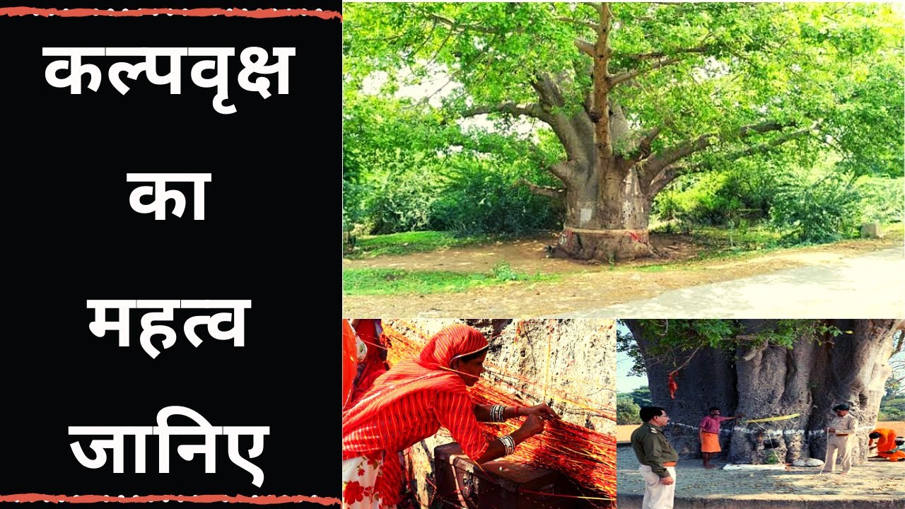 कल्पवृक्ष का महत्व जानिए | the importance of Kalpavriksha ...