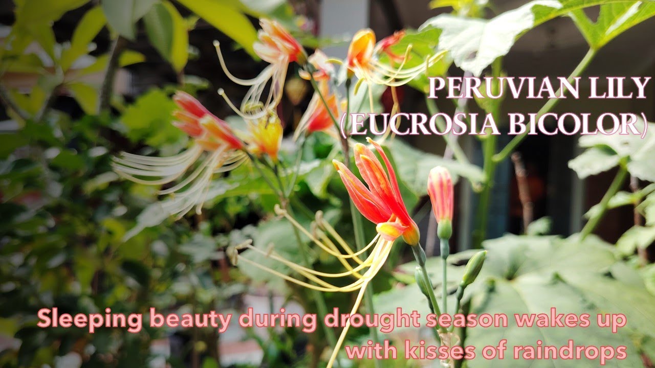 Peruvian Lily (Eucrosia bicolor) wakes up when rain season starts after ...