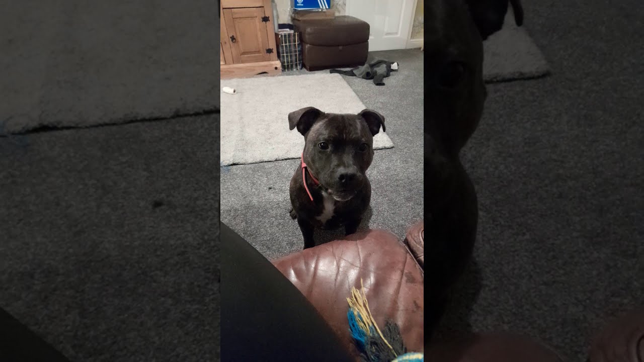 My Crazy Staffordshire bull terrier, staffy barking mad - YouTube