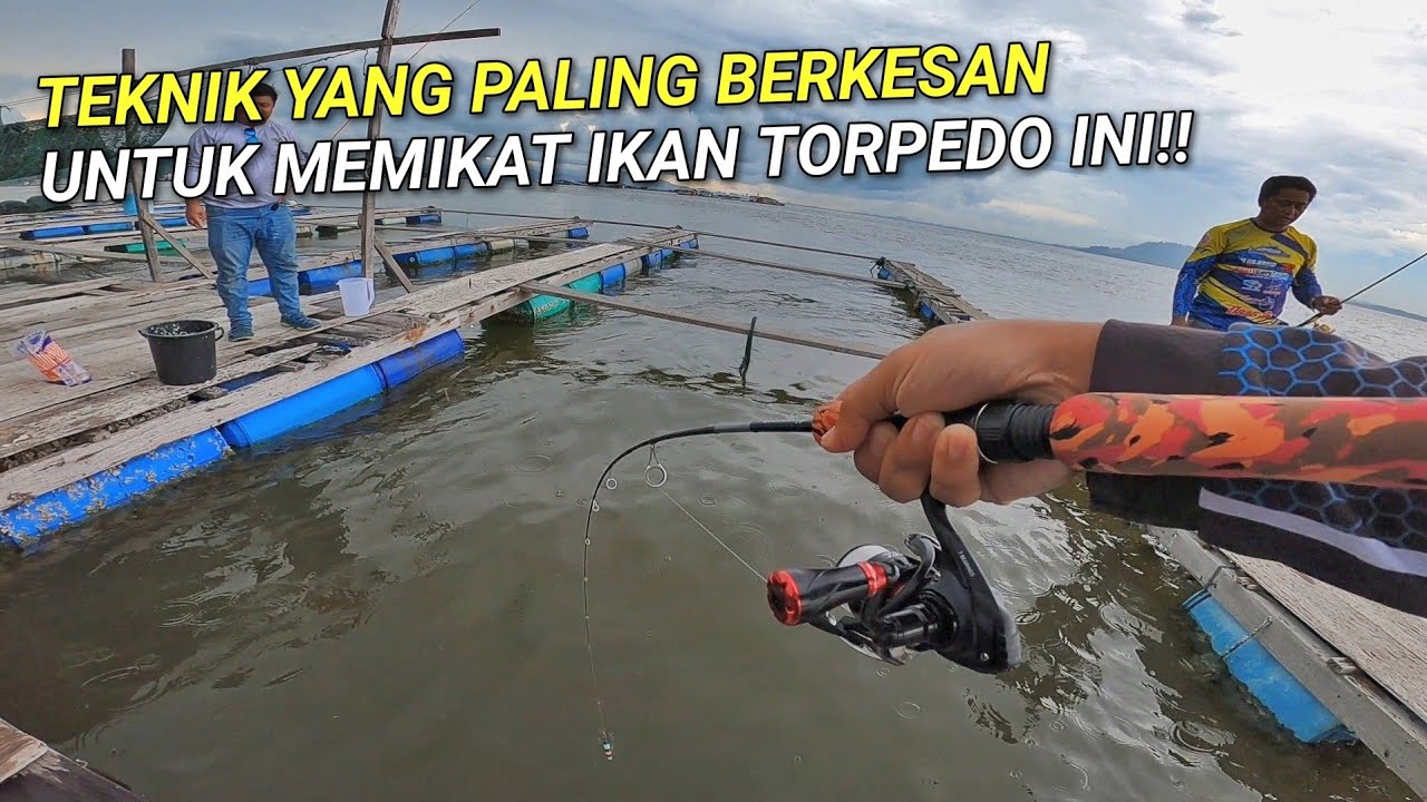 Tarikan PADU IKAN LOBAN di Kelong Cikgu Pulau Aman!! - YouTube
