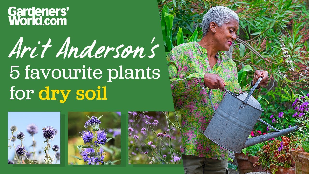 5 plants for DRY SOIL | Arit Anderson shares her favourite plants for ...