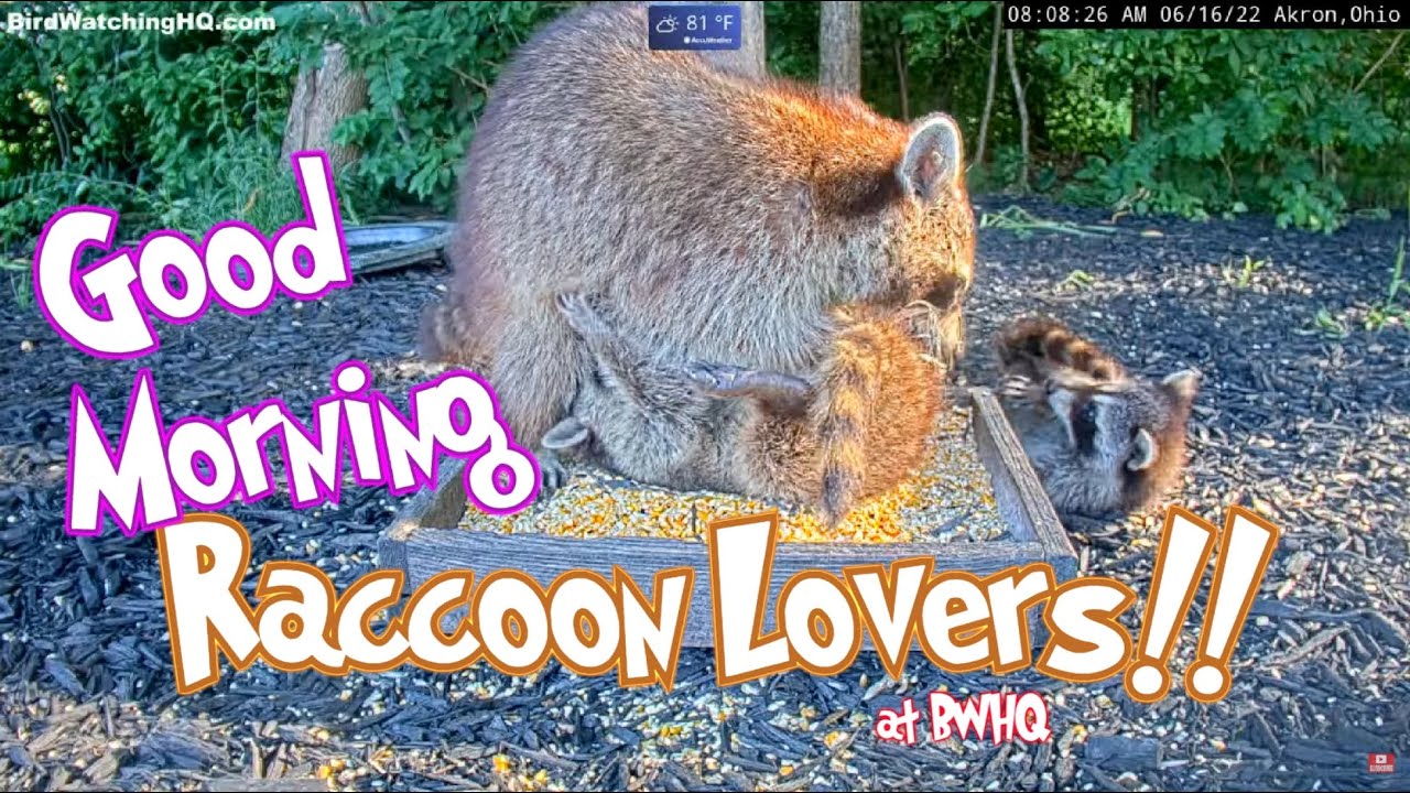 Good Morning Raccoon 🦝 Lovers!! 6.16.22 - YouTube