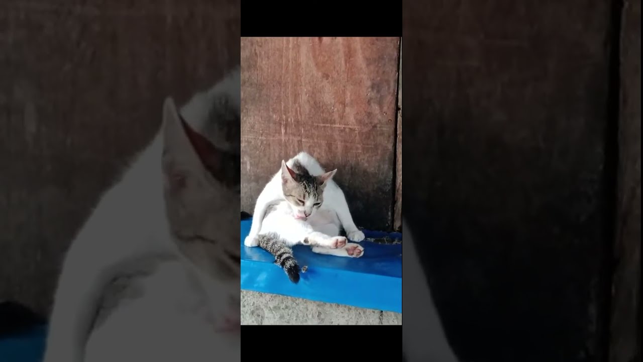 74 Chano tv /vlog is live! lucky cat saying happy blessed Monday my ...