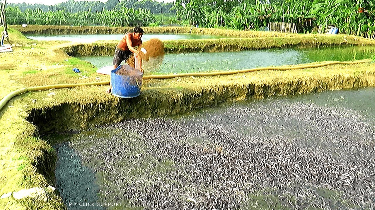 Hybrid Magur Fish Farming Business in India | Million Catfish Eating ...