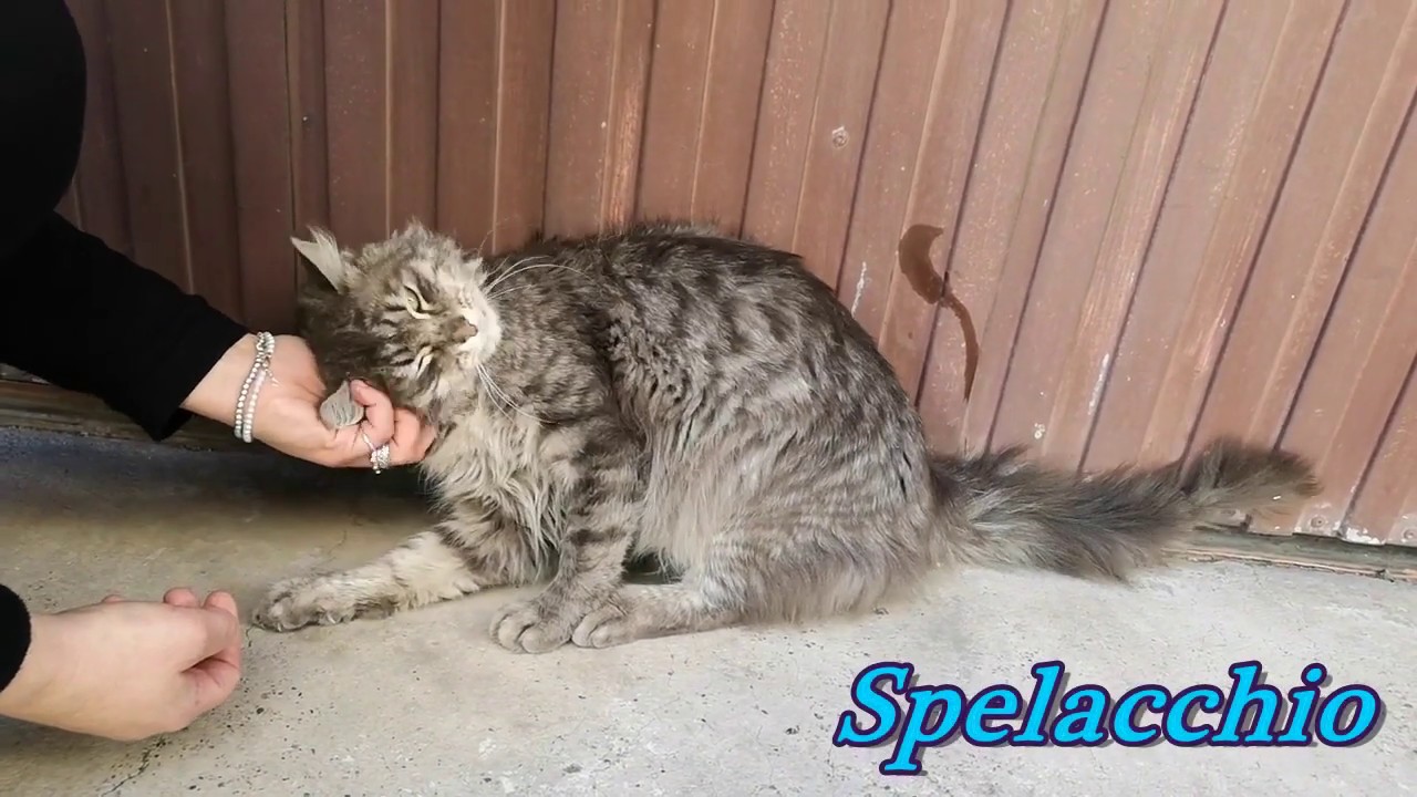 SPELACCHIO, gatto di casa abbandonato per strada a Ginosa - YouTube