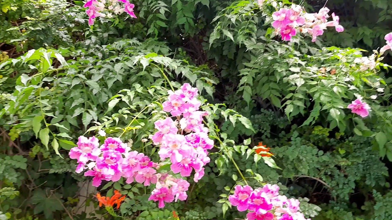 ADELFA FLOWERS | BEAUTIFUL FLOWERS - YouTube