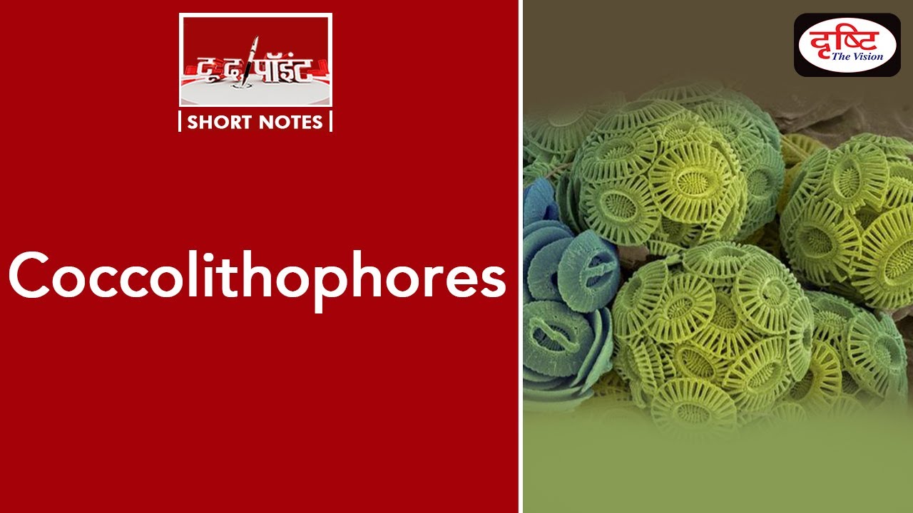 Coccolithophores - To The Point - YouTube