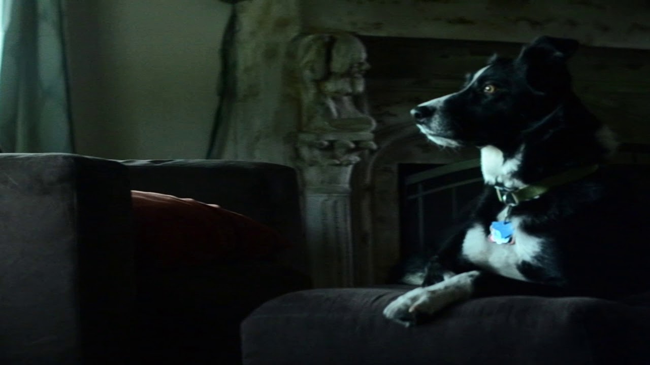 anamorphic lens testing dog on foot rest - YouTube