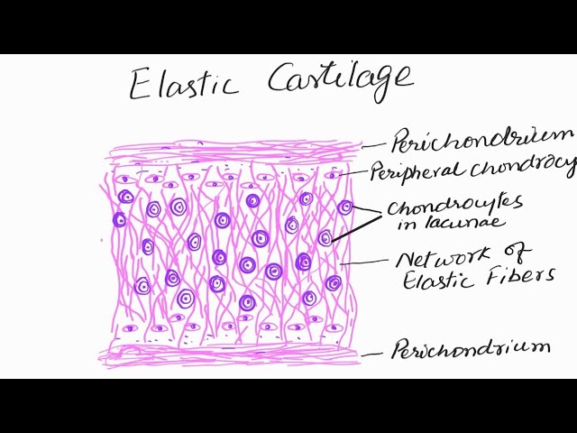 Elastic Cartilage Histology