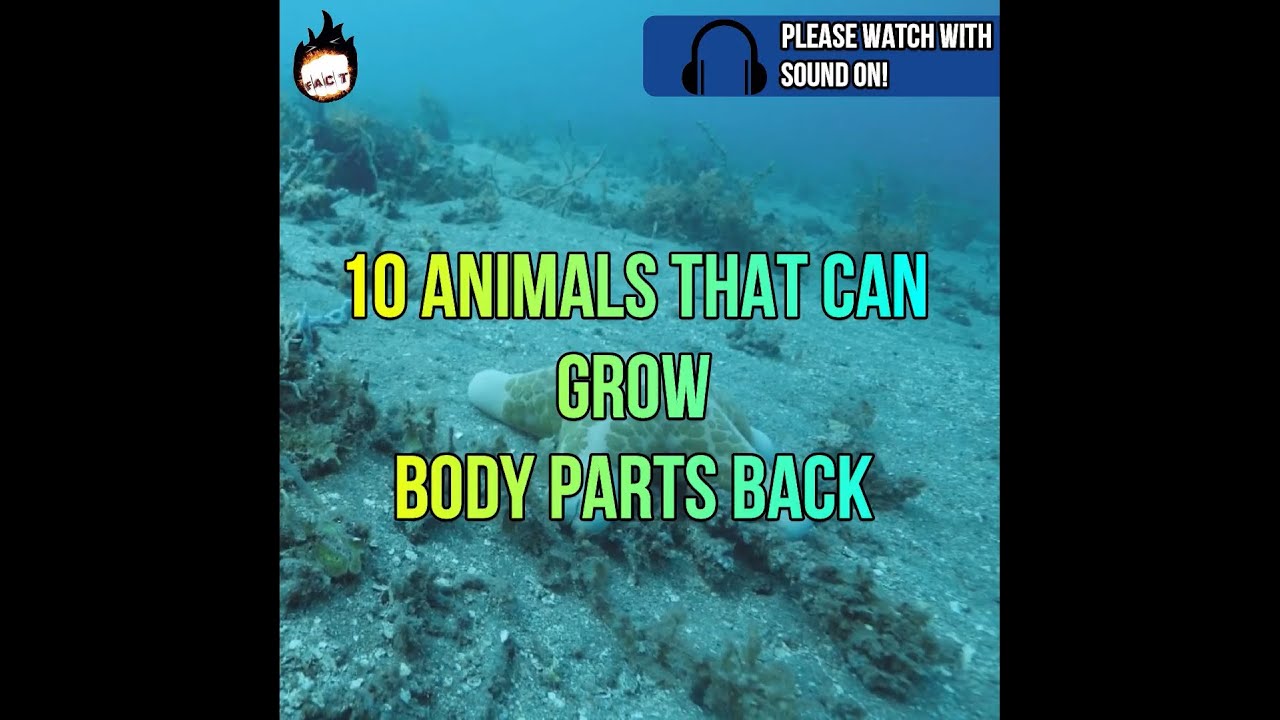 10 animals that can grow body parts back - YouTube