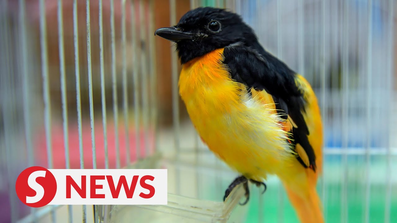 Three busted for smuggling rare and protected birds - YouTube