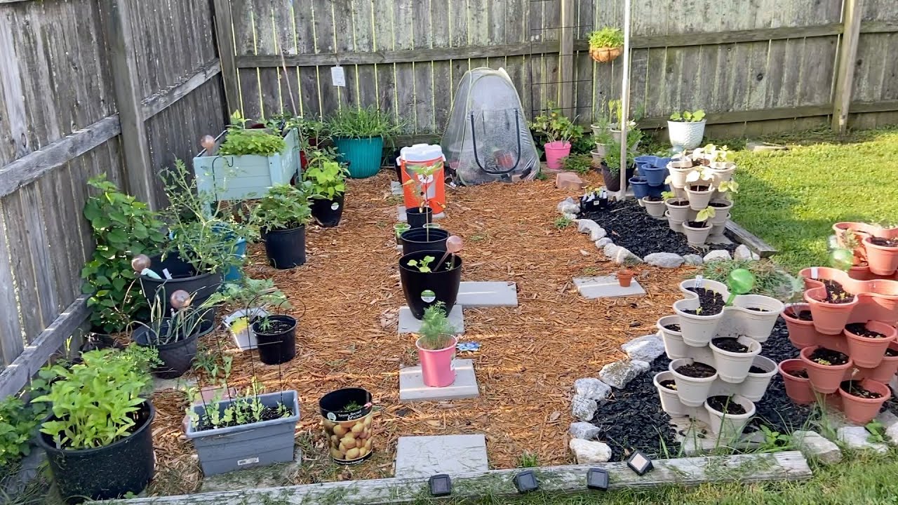 Early July Container Garden Tour | Sustainable Gardening + Dollar Tree ...