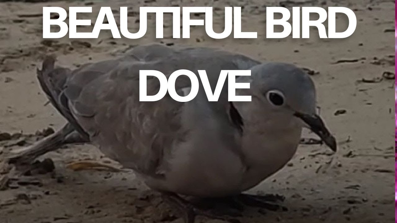 1 Most Beautiful Bird Dove Nature of Birds some good ways to relax by ...