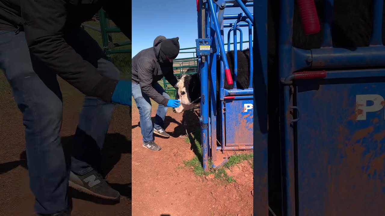 How to drain an abscess on a cow - YouTube