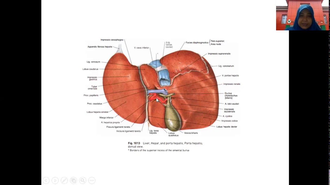 Anatomi Fisiologi Sistem Hepatobilier - YouTube