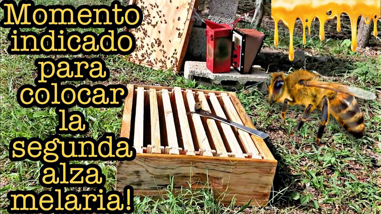 Colocación de segunda alza melaria 🐝 | Cuando colocar alza melaria ...