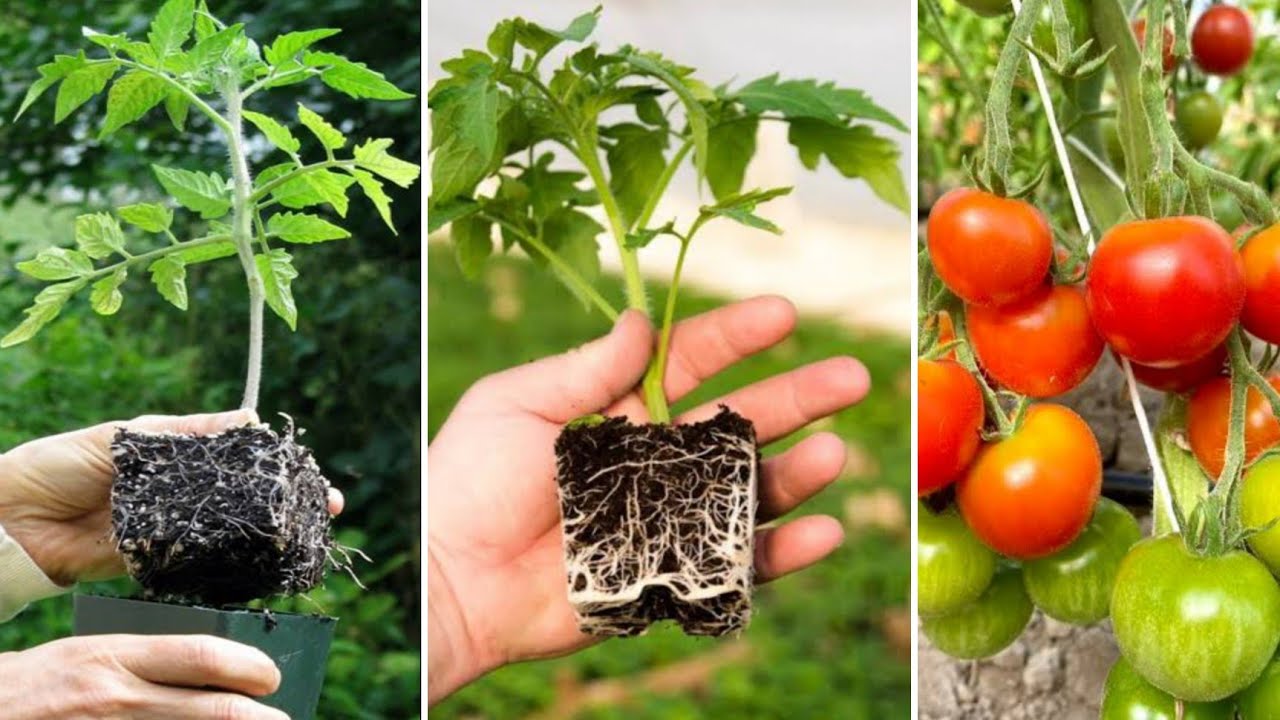 Tomato Propagation From Seeds || How To Propagate Tomato plant - YouTube