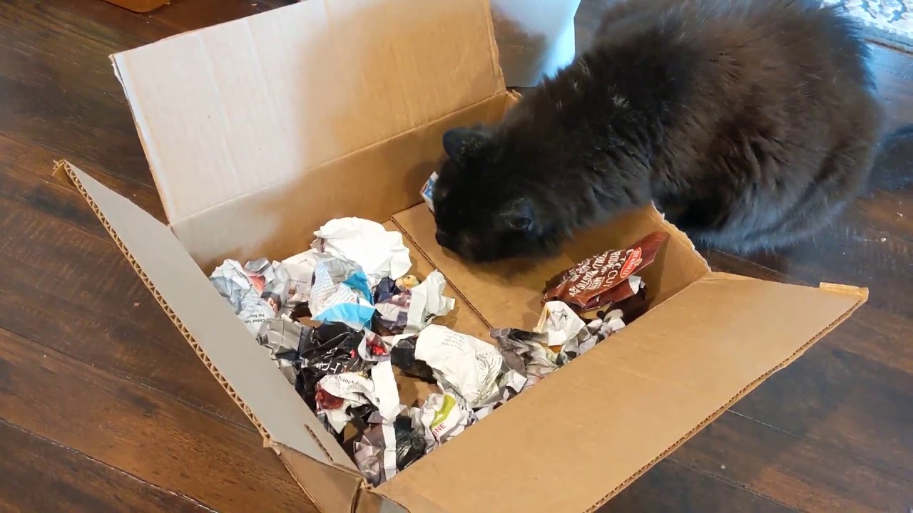 Ball pit enrichment for cats, dogs, and small animals! - YouTube