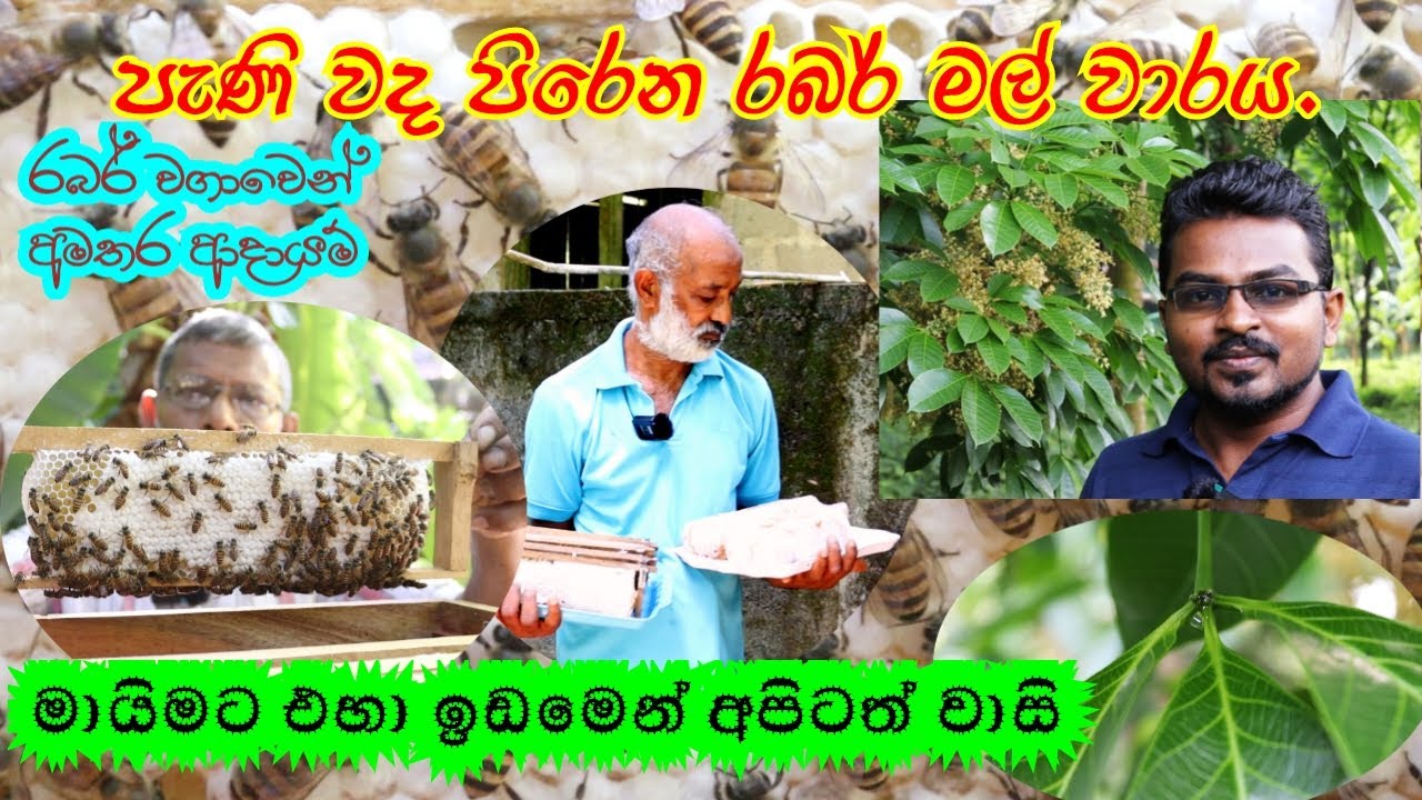 රබර් වගාව ආශ්‍රිත මී මැසි පාලනය Rubber Based Beekeeping - YouTube