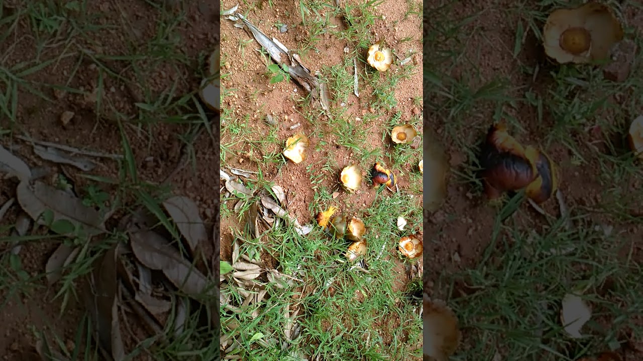 Panam palam - YouTube