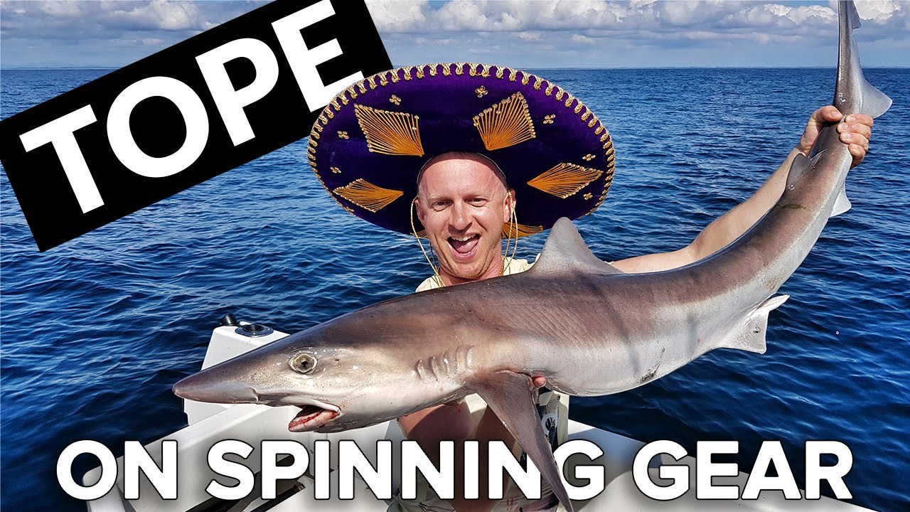 Tope Fishing Ireland - Tope Shark on a light tackle (2020) - YouTube