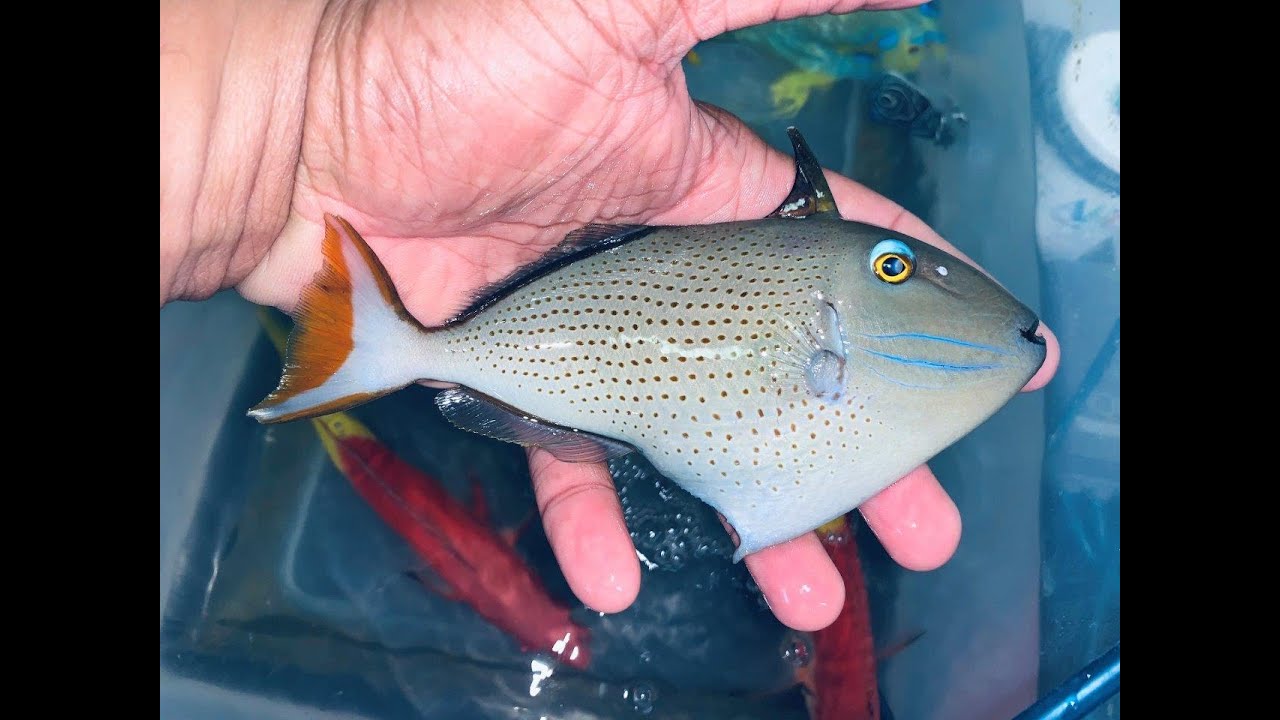 7” Sargassum Triggerfish (Atlantic Ocean) - YouTube